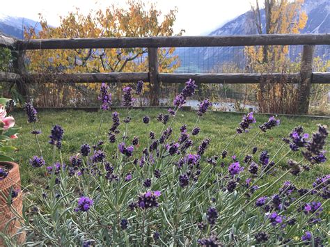 Ellen Wallace Flickr