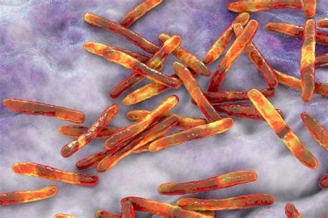 Mycobacterium Tuberculosis Qué Es Características Morfología Cultivo