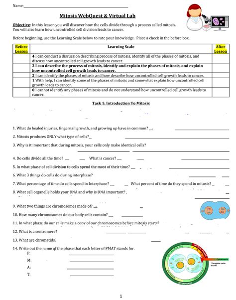 Solved Mitosis Webuuest And Virtual Lab Objective In This