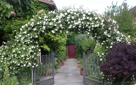 Dirks Rose Guide Alberic Barbier