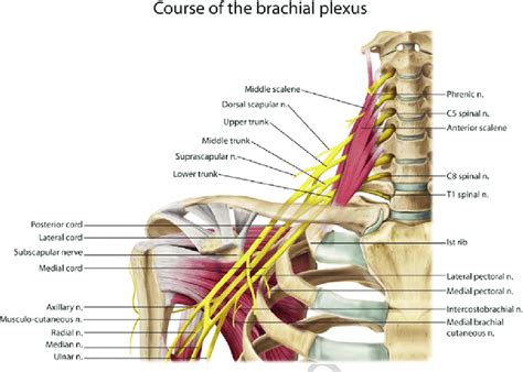 Shoulder Anatomy Diagram Brachial Plexus Anatomy Image Published My