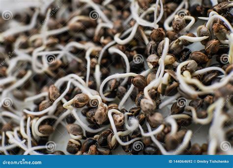 Macro Photo Cultivation Seeds Many Sprouting Cannabis Seeds Close Up