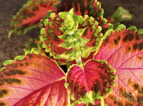 Coleus Plant With Buds September Indiana Photograph By Rory Cubel