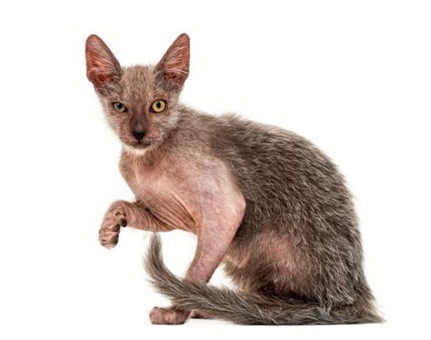 The Spellbinding Lykoi Cat Breed Lelu And Bobo