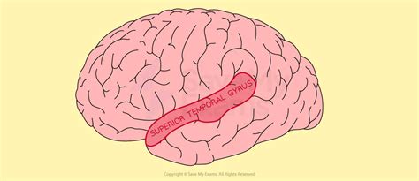 The Dopamine Hypothesis And Schizophrenia A Level Psychology