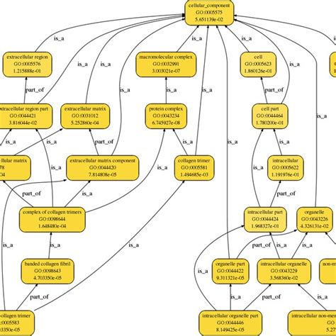 Go Functional Hierarchical Network Diagram Cellular Component Download Scientific Diagram