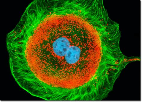 Eukaryotic Cells Microscope