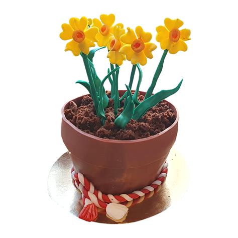 Ghiveci Cu Narcise Galbene Cofetariile Maria And Constance