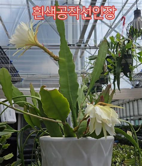 흰색공작선인장이 또 피었어요 더로즈하우스농원 게발선인장전문 꽃사랑 수입게발선인장 Youtube