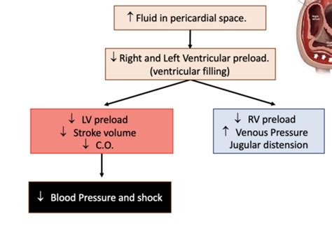 Disorders Of Cardiovascular Function Cardiac Pathophysiology