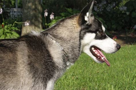 Siberian Husky Stock Image Image Of Companion Beautiful 33678931