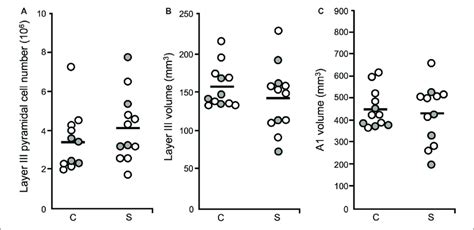 Layer Iii Pyramidal Cell Number Layer Iii Volume And Total A1 Volume Download Scientific