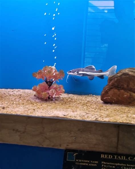 Red Tail Cat Fishneyyardam Aquarium Aquariumfish Aquarium