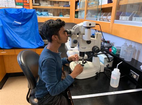 Regulating Cell Populations In The Retina Using The Bax Gene Sims