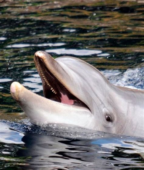Delfín Mular Mamífero Inteligente Y Social Del Océano Guía 2025