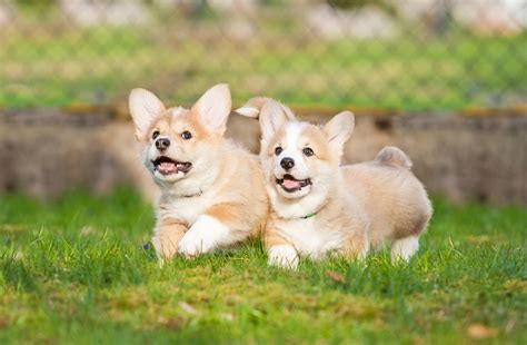 American Corgi Vs Pembroke Welsh Corgi How To Tell Them Apart Dogster