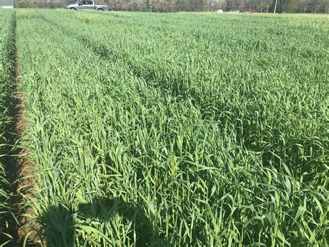 Cereal Rye Varieties Grown In Michigan Show Substantial Differences In Growth Habit Yield And