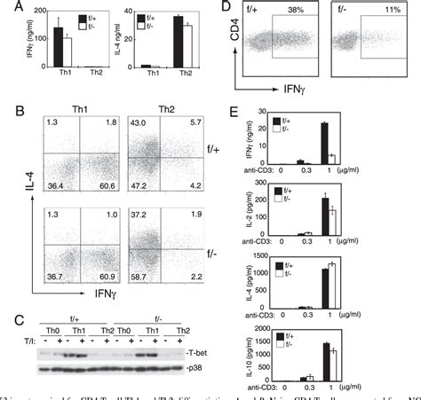 Figure 3 From Mekk3 Regulates Ifn γ Production In T Cells Through The