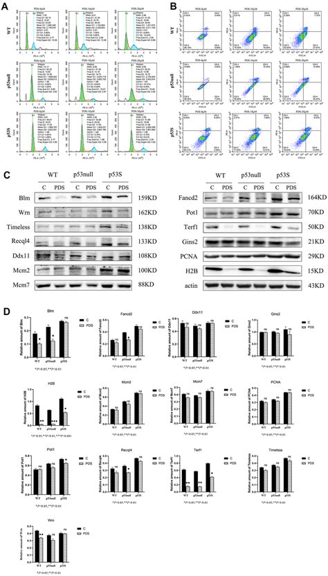 Modified Ipond Revealed The Role Of Mutant P53 In Promoting Helicase Function And Telomere