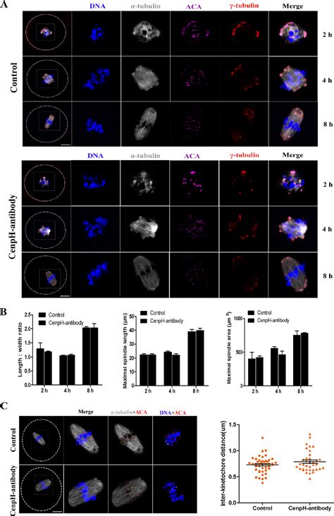 Figure 1 From Cenph Regulates Meiotic G2 M Transition By Modulating The