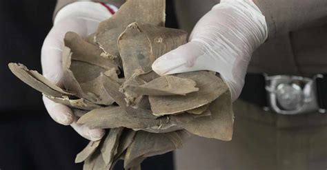 More Than Ton Of Endangered Pangolin Scales Seized In Thailand