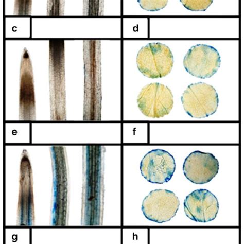 Evans Blue Staining Assay In Leaves And Roots Of Lactuca Sativa Exposed Download Scientific