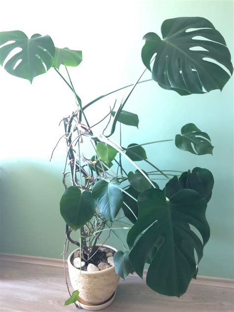 Филодендрон стайно цвете гр Перник Изток • Olx Bg