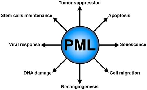 Frontiers PML Degradation Multiple Ways To Eliminate PML