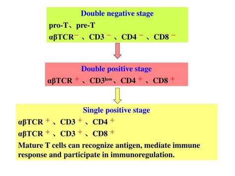 Ppt 1 Surface Markers On T Lymphocytes And Their Function 2 Subsets Of T Lymphocytes 3