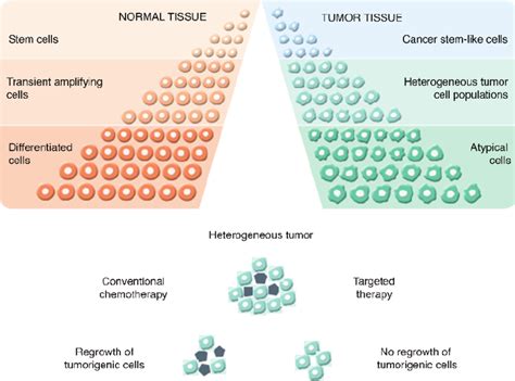 Schematic Illustration Of Development Of Tumor Tissue Compared To