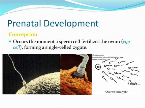 Ppt Prenatal Development Powerpoint Presentation Free Download Id