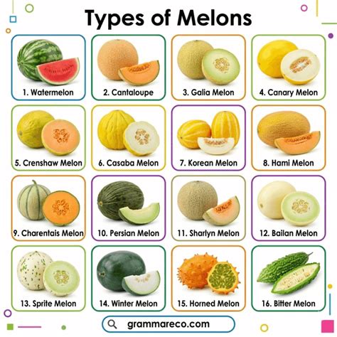 61 Types Of Melons Melon Varieties Names And Pictures