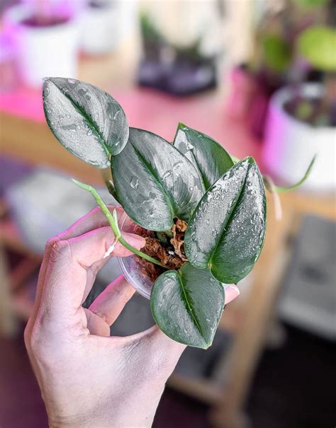 Your Scindapsus Treubii Moonlight Propagation Guide—plus Dark Form Tips