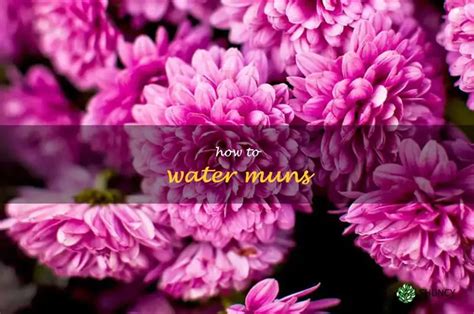 A Step By Step Guide To Watering Your Muns Shuncy