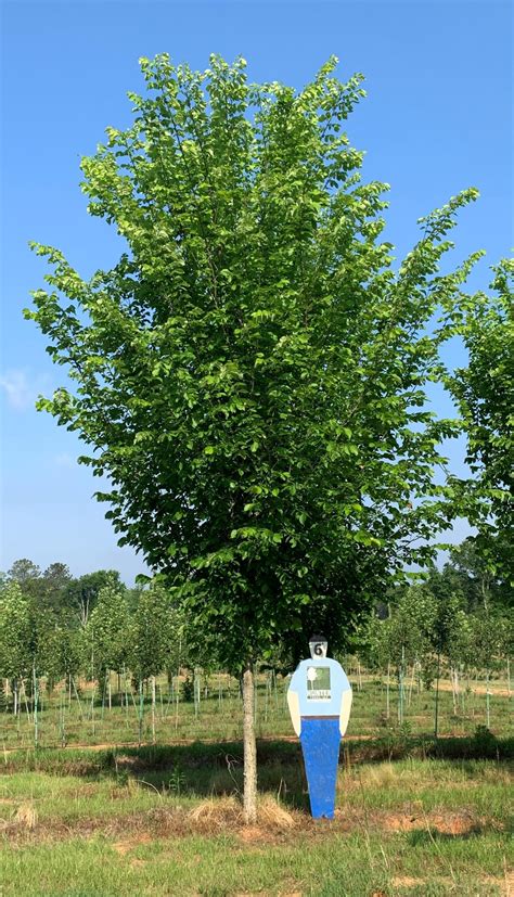 Princeton Elm 5 Hunter Trees Llc