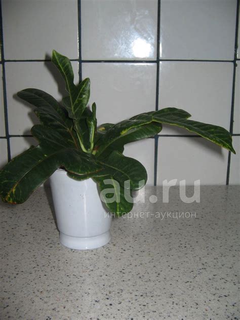 Комнатное растение Кротон в ассортименте — купить в Красноярске Горшечные растения и комнатные