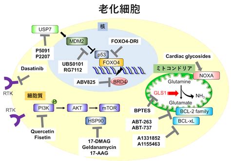 知りたい！これからの老化研究 フナコシ