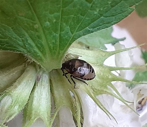 Id Guide Shieldbugs And Allies British Naturalists Association
