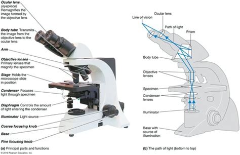 Microscopy And Staining Techniques In Biol219 Flashcards Quizlet