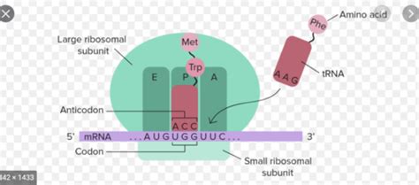 Microbio Chapter 7 Review Flashcards Quizlet