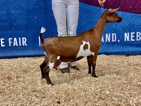 Female Hobbits Hobbits With Hooves