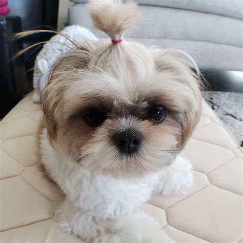 Smile for the camera mikki shih tzu : r/Shihtzu