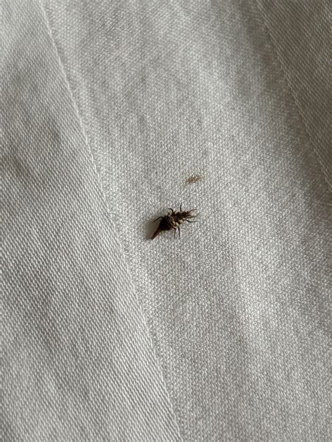 What Is This 6 Legged Bug That I Found On My Linen R Whatsthisbug