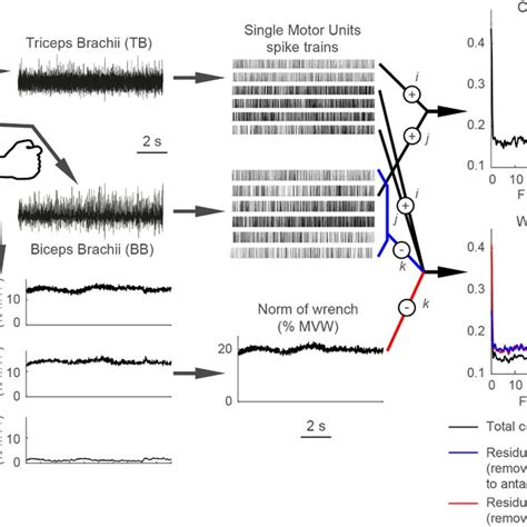Recordings Of High Density Emg Signal And Data Analysis High Density