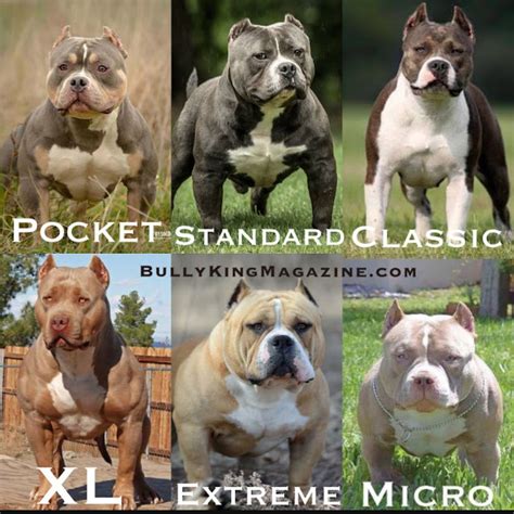 American Bully Xl Size