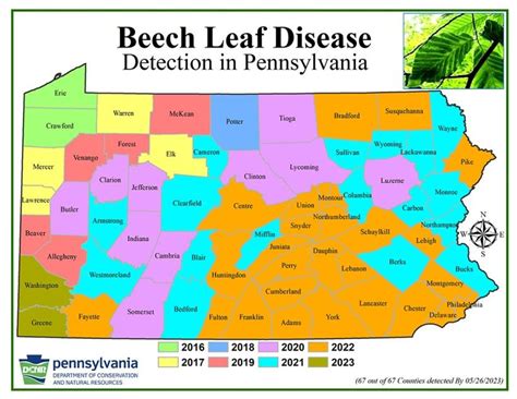 Beech Leaf Disease Is Coming Your Way Brandywine Conservancy And Museum Of Art