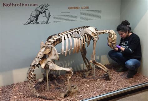 Extinct Ground Sloth Mylodon Omnivore Amnh