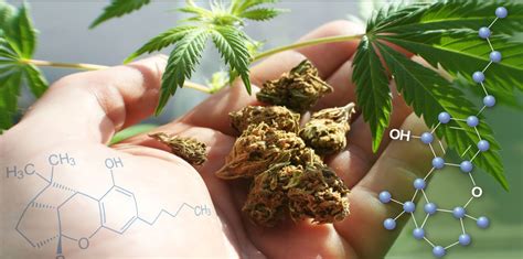 Cannabinoid Analysis Scope Expansion Quality Services International Gmbh