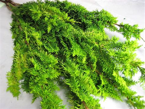 【楽天市場】流儀物 黄金ヒバ5本 【同梱不可商品】切花 切り花 生け花 花材 リュウギモノ：プリティ マーメイド