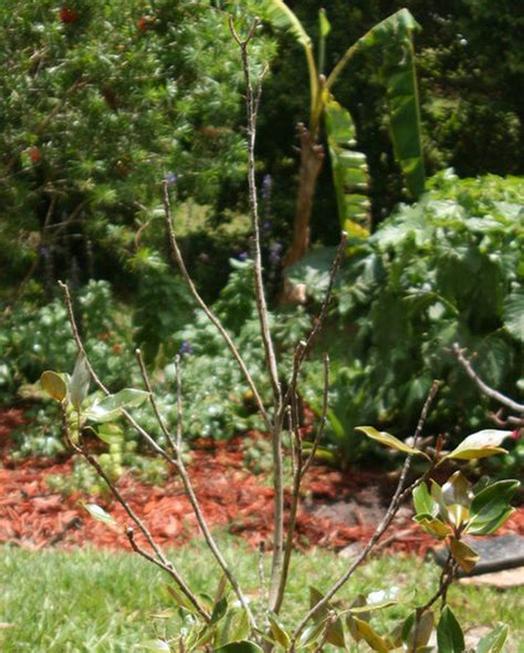 little gem magnolia problem